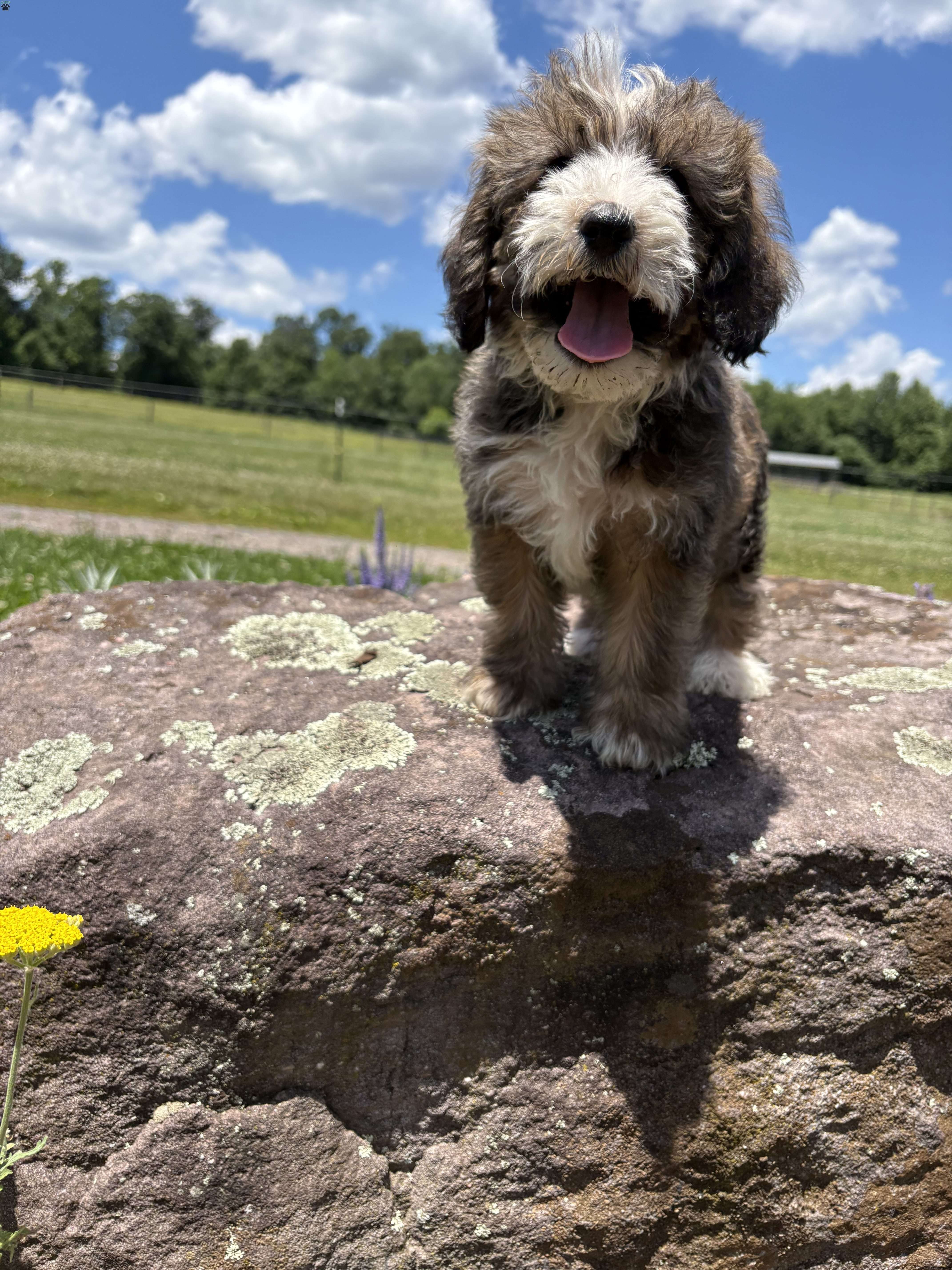 Nick Wild - Morkie-Poo Puppy For Sale in Pennsylvania