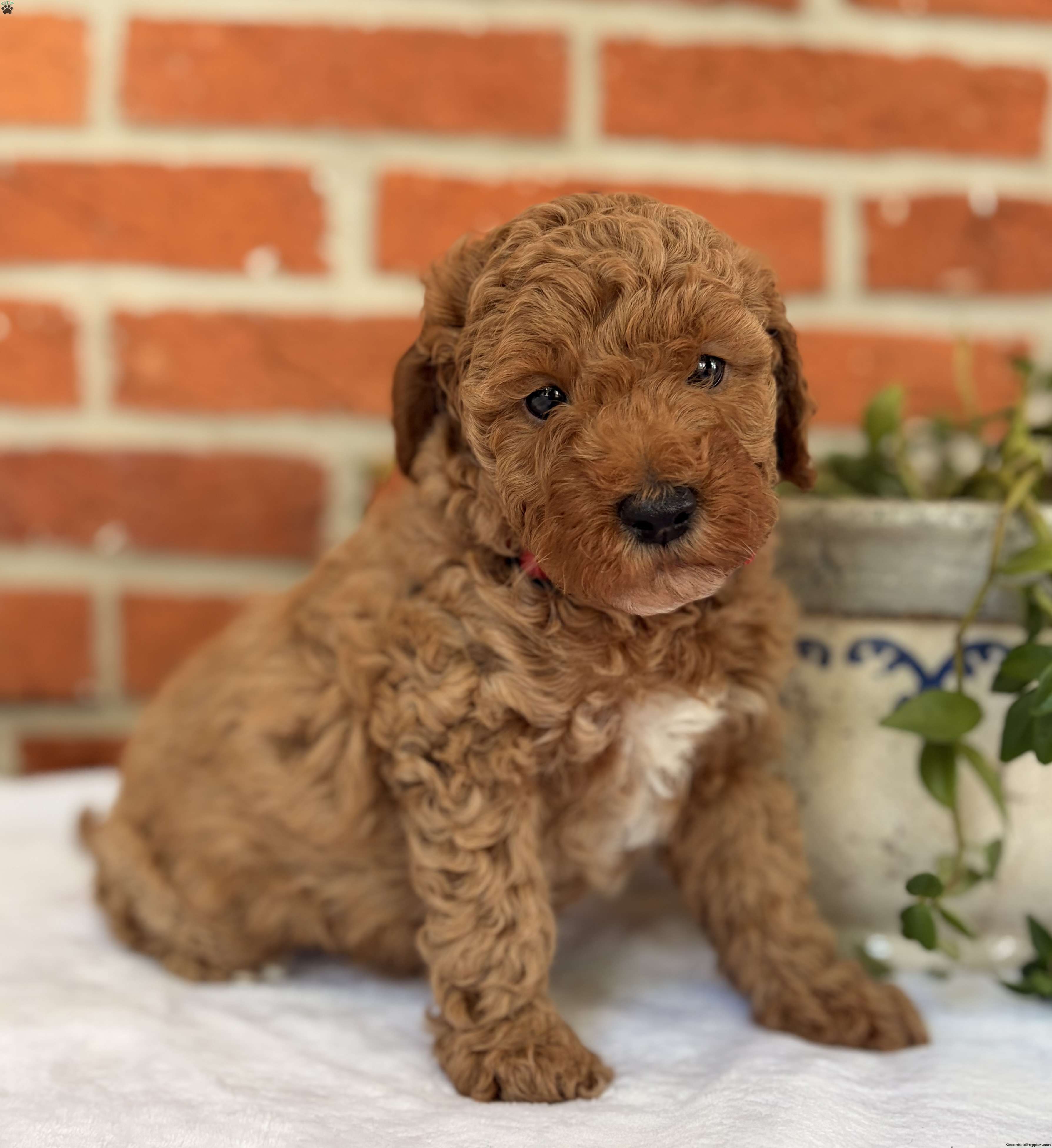 Hunter - Miniature Poodle Puppy For Sale in Pennsylvania