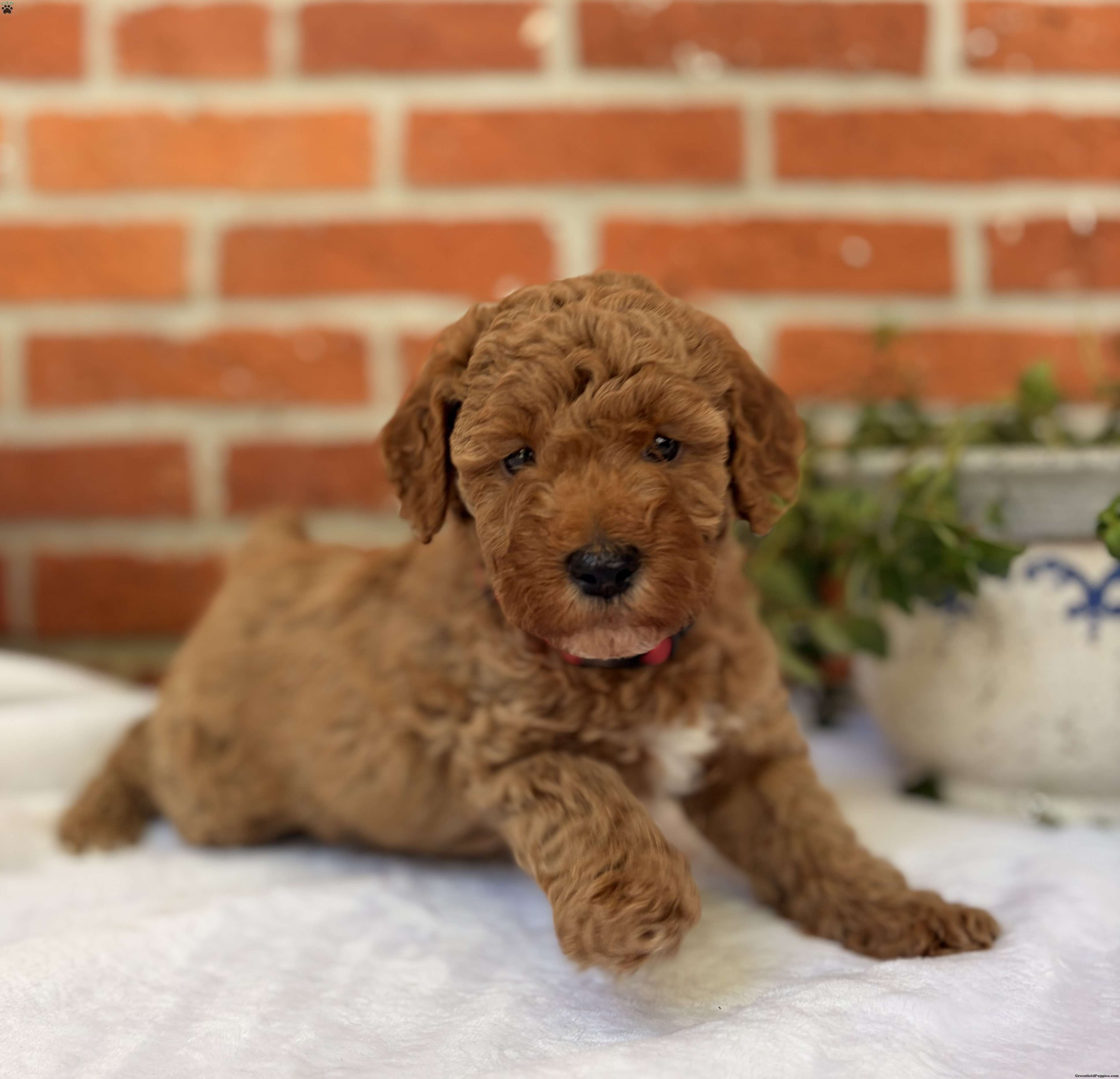Hunter - Miniature Poodle Puppy For Sale in Pennsylvania