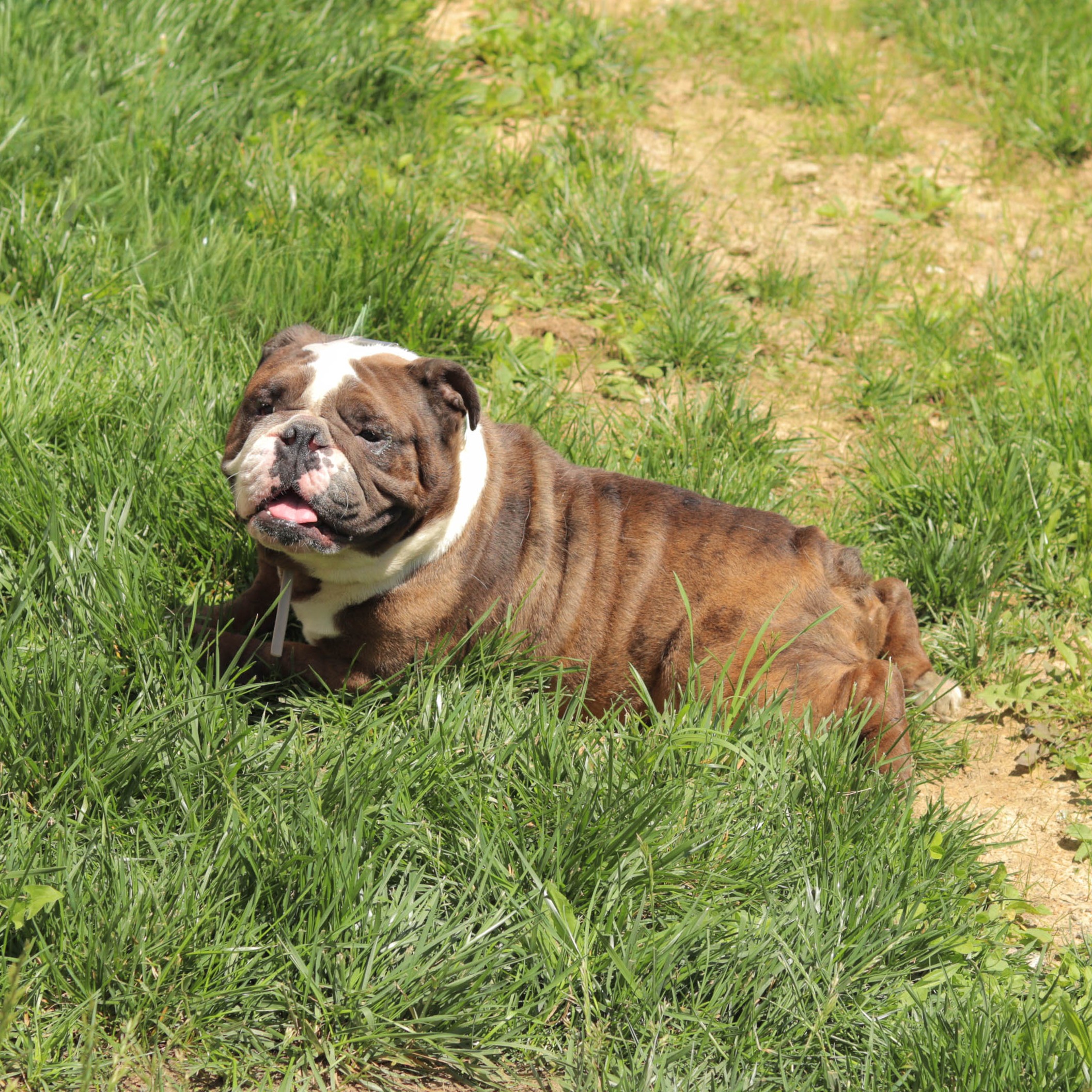 Mr. Montana - English Bulldog Puppy For Sale in Pennsylvania