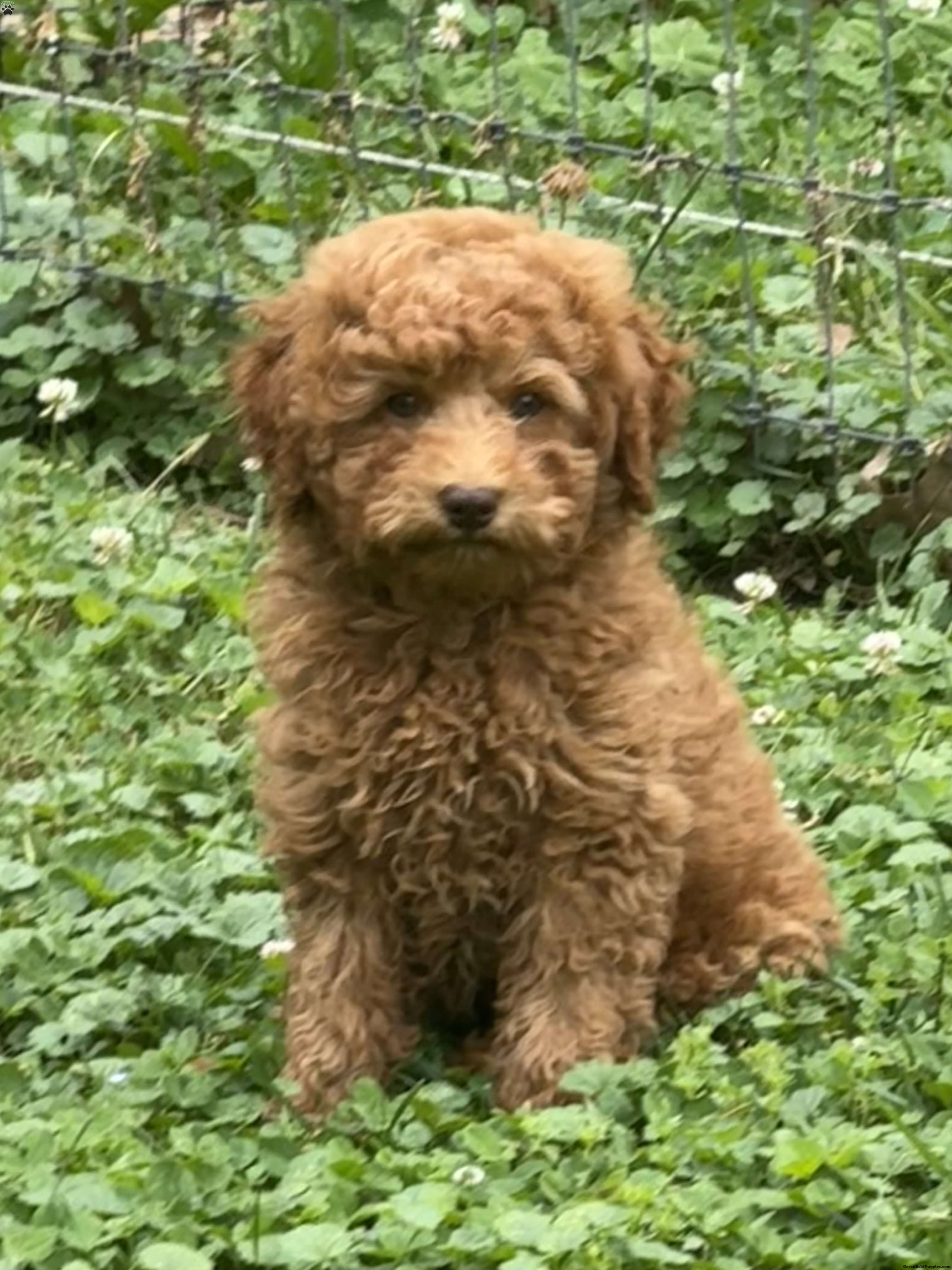 Puddles - Miniature Poodle Puppy For Sale in Pennsylvania
