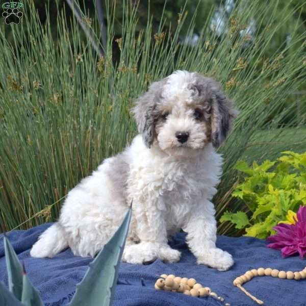 Sailor - Cavapoo Puppy For Sale in Pennsylvania