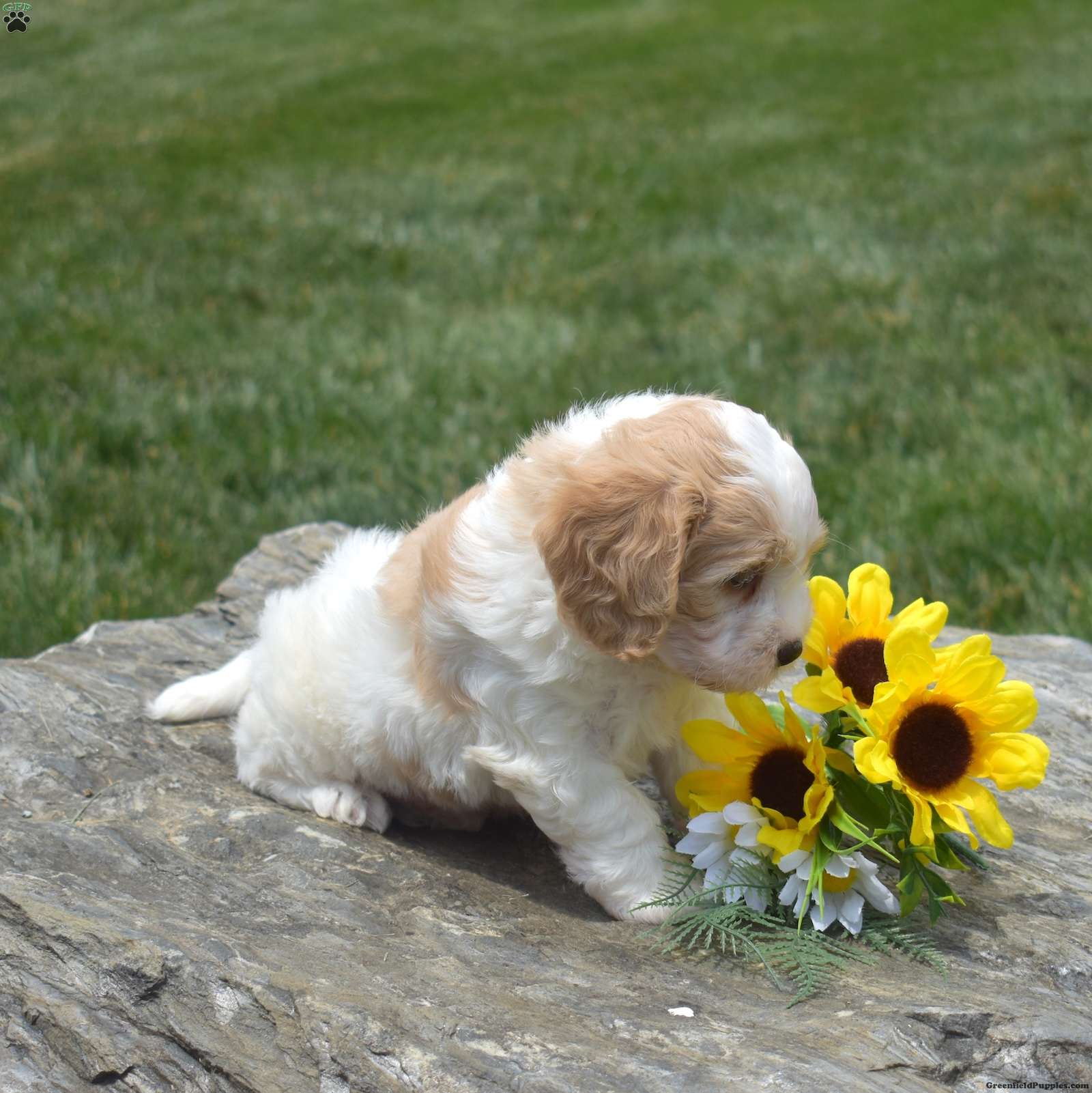 Frankie - Cavachon Puppy For Sale in Pennsylvania