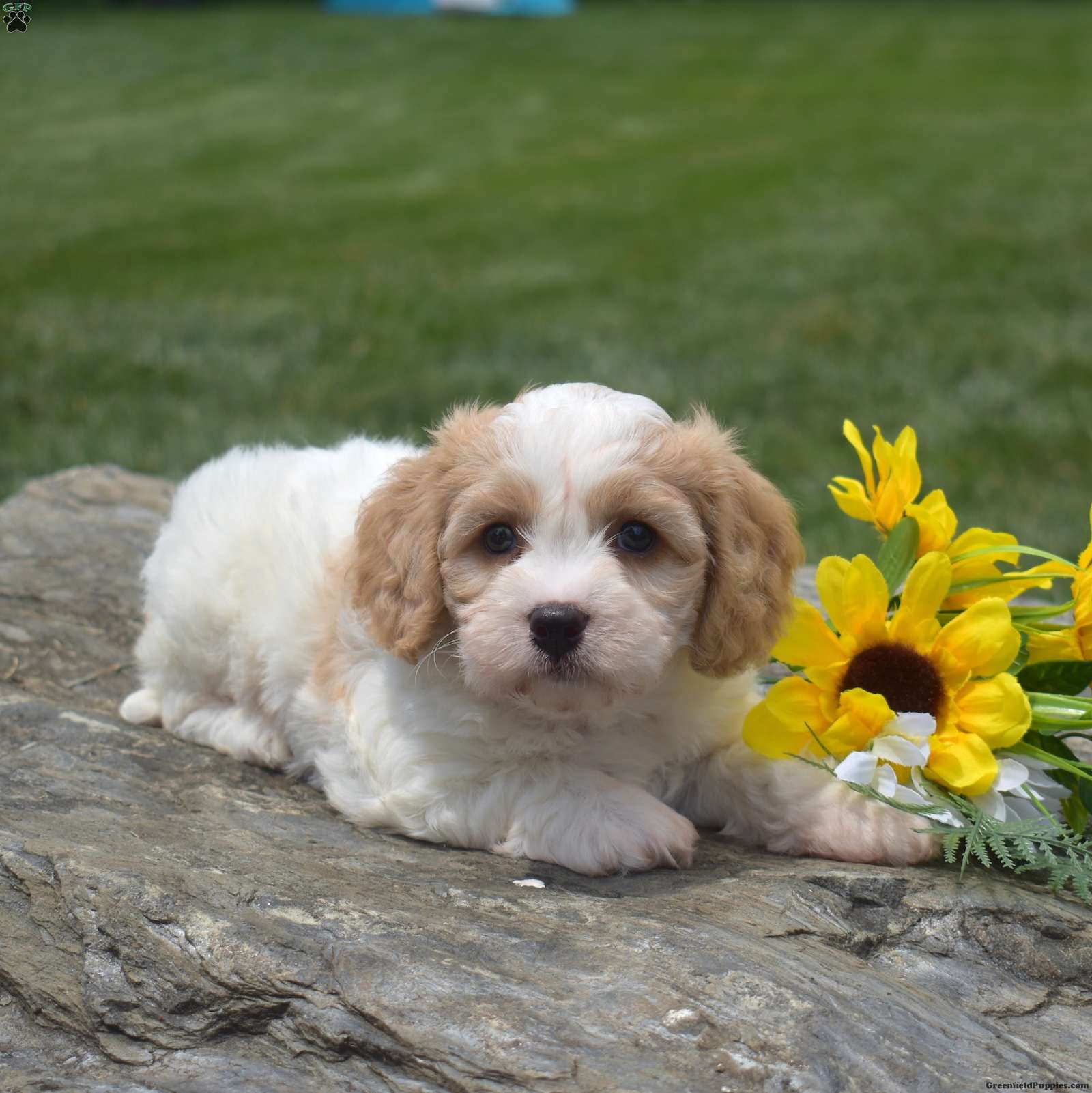 Frankie - Cavachon Puppy For Sale in Pennsylvania