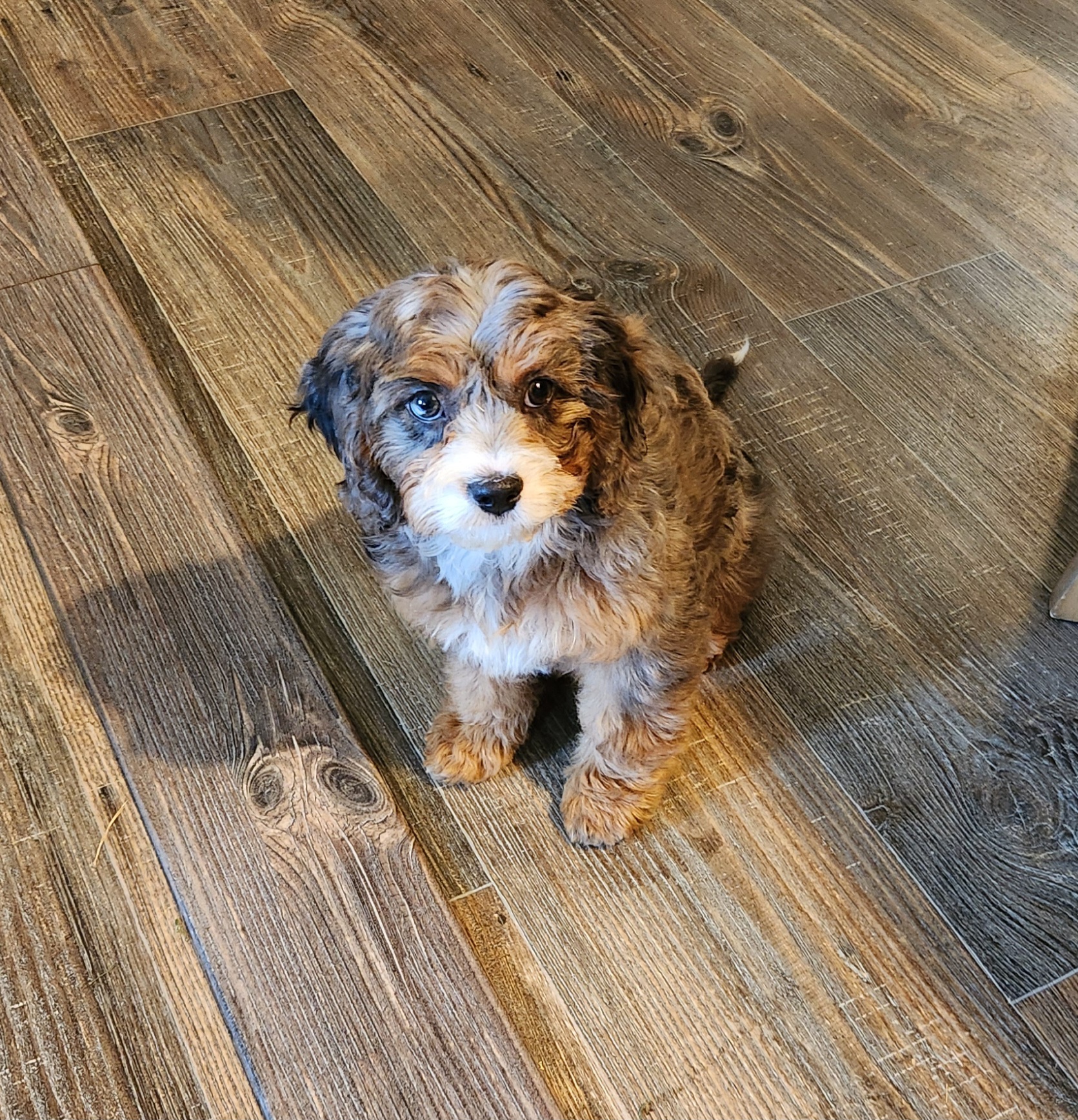 Kyle Beachy - Greenfield Puppies