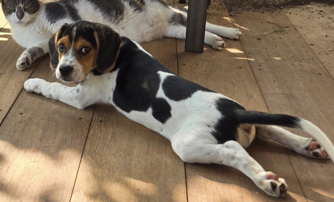 Samuel & Darlene Shirk - Greenfield Puppies